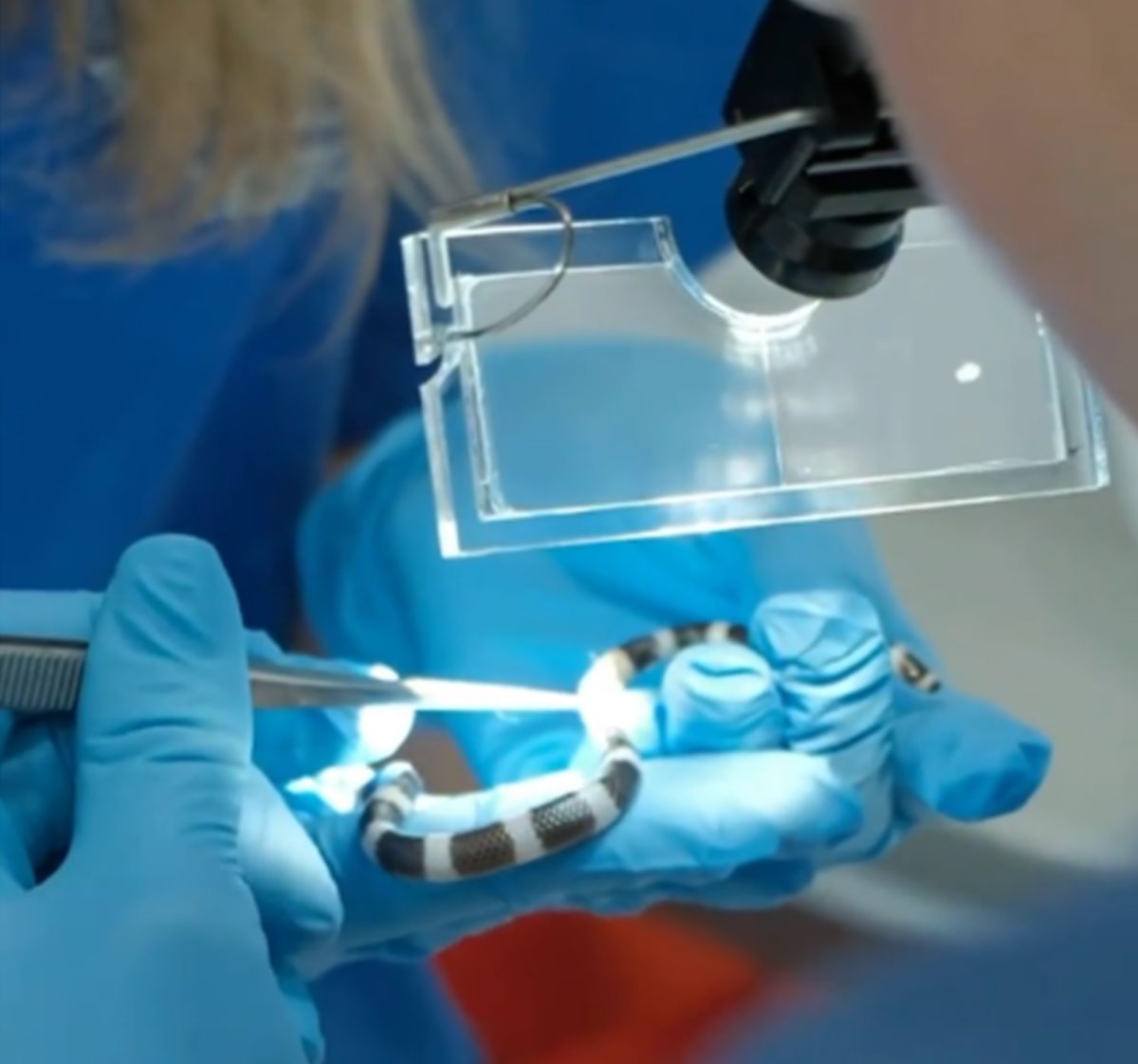 VorOtek M Scope applications - Vorotek